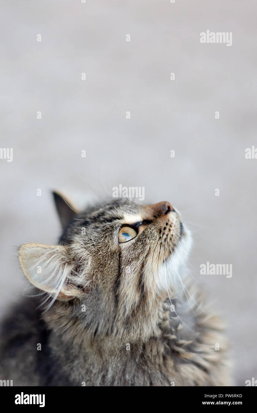 Closeup portrait of a cat with a blurred background shows the emotion ...