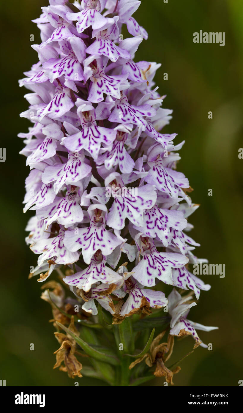 The Early Marsh Orchid has five main sub-species that are specific to ...