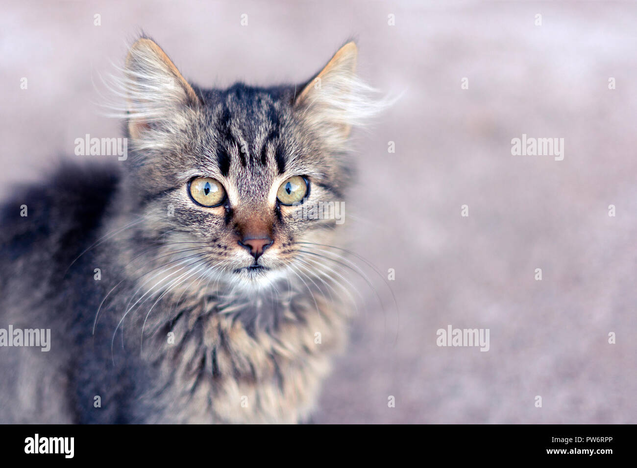 Closeup portrait of a cat with a pink background and toning. Fright and ...