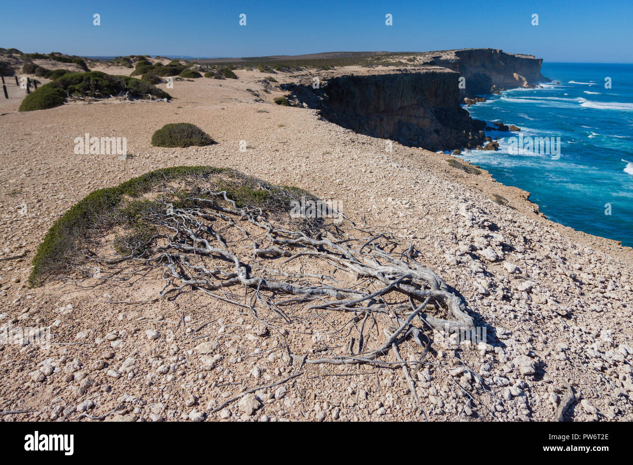 Coastal tree stunted by relentless high winds at Point Labatt SA ...