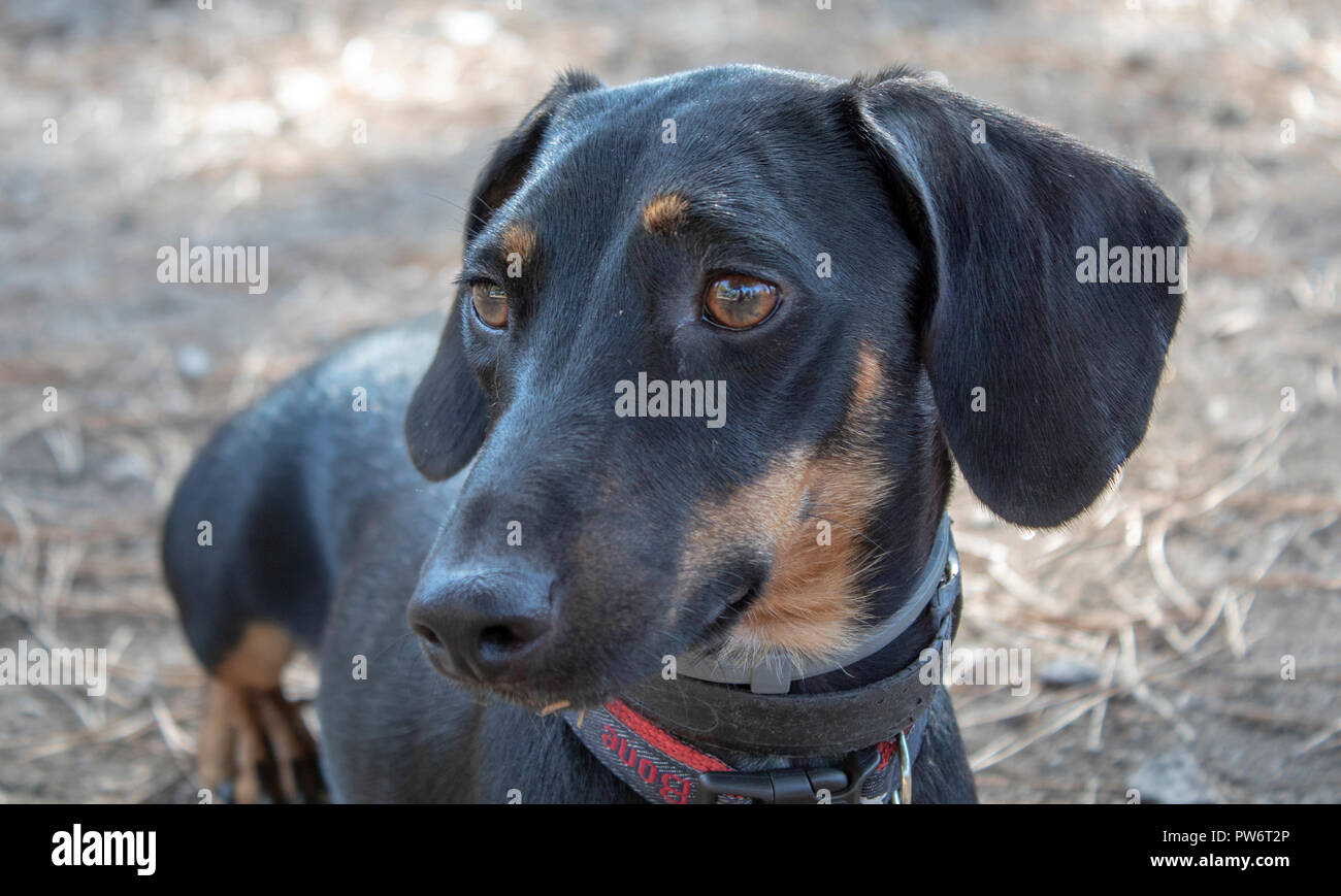 a dog pincher Stock Photo - Alamy