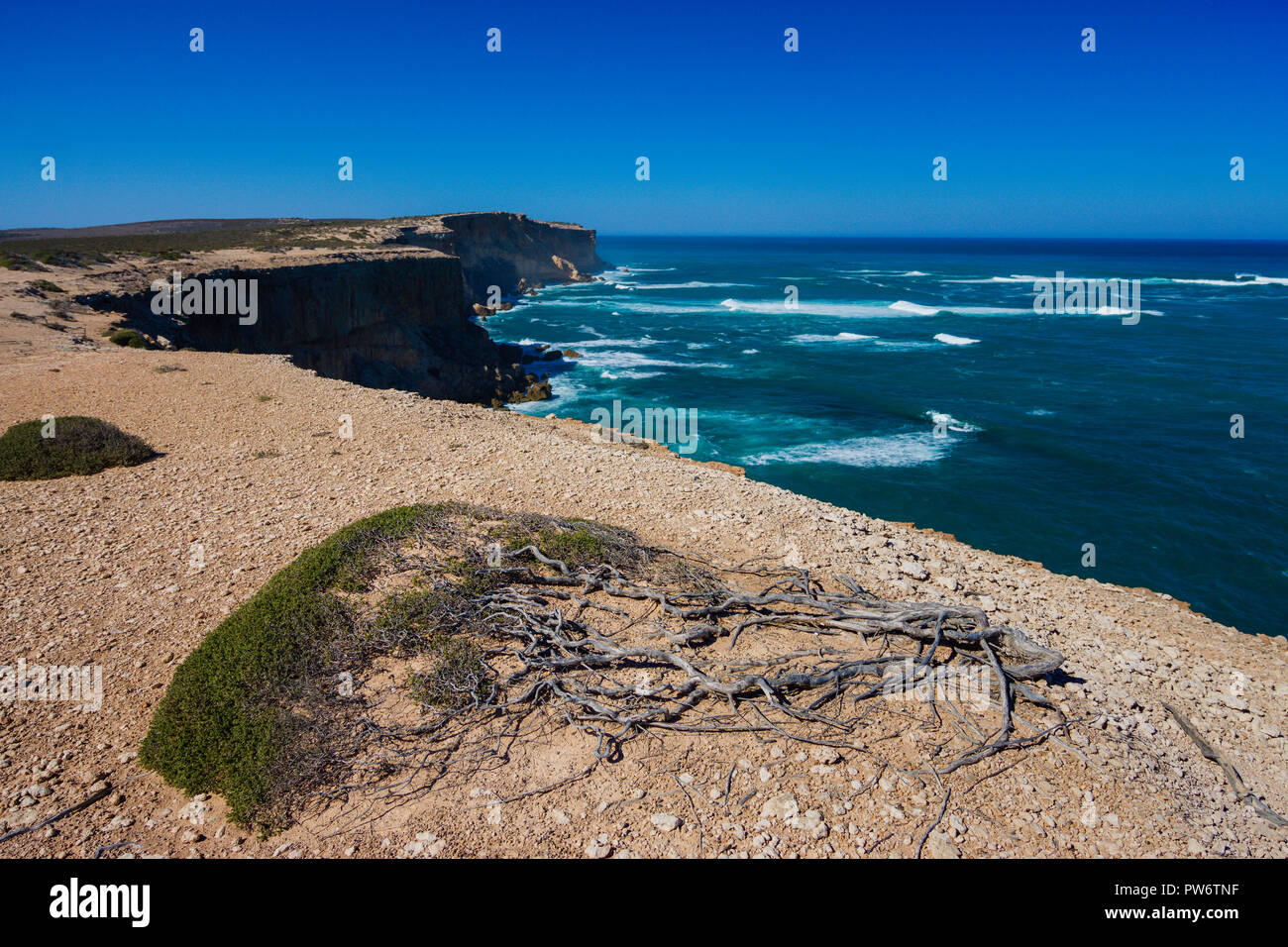 Coastal tree stunted by relentless high winds at Point Labatt SA ...
