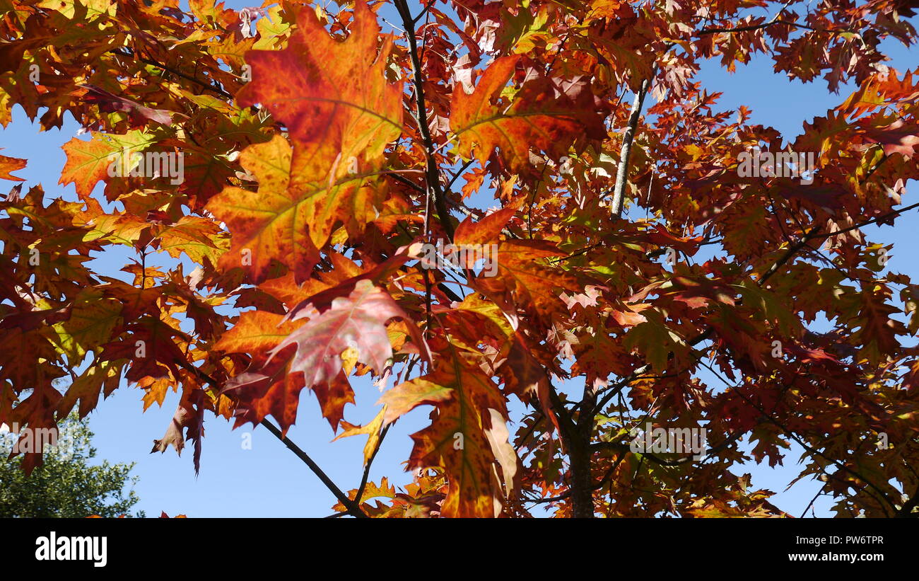 Sunny day red leaves hi-res stock photography and images - Alamy