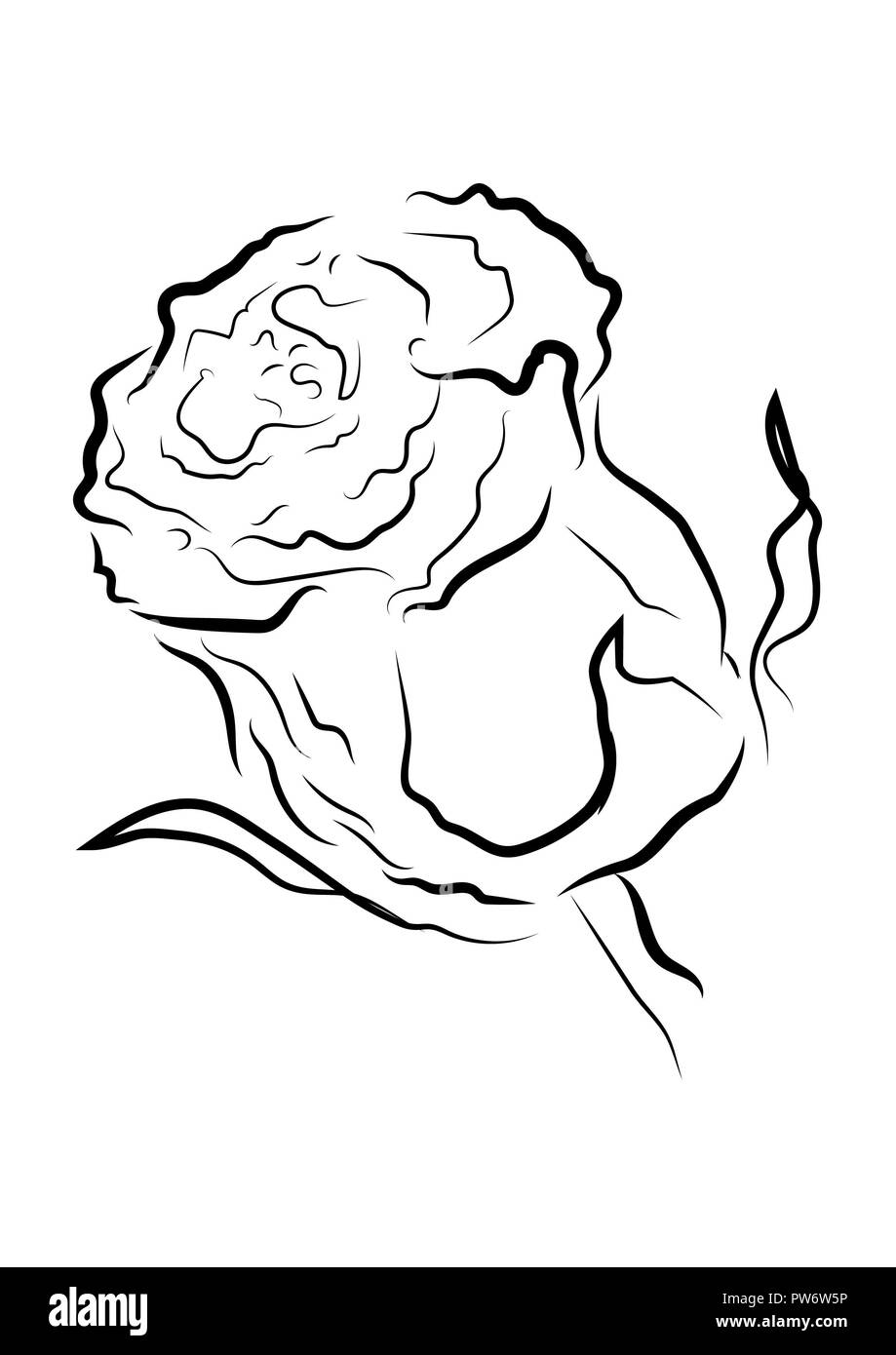 Black outline rose with different stroke effects Stock Photo - Alamy