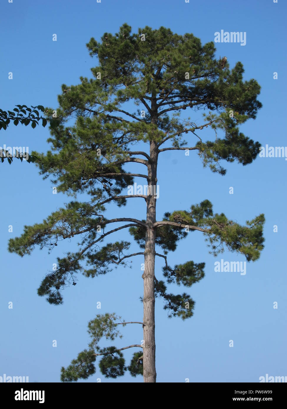Pine trees in Brittany Stock Photo - Alamy