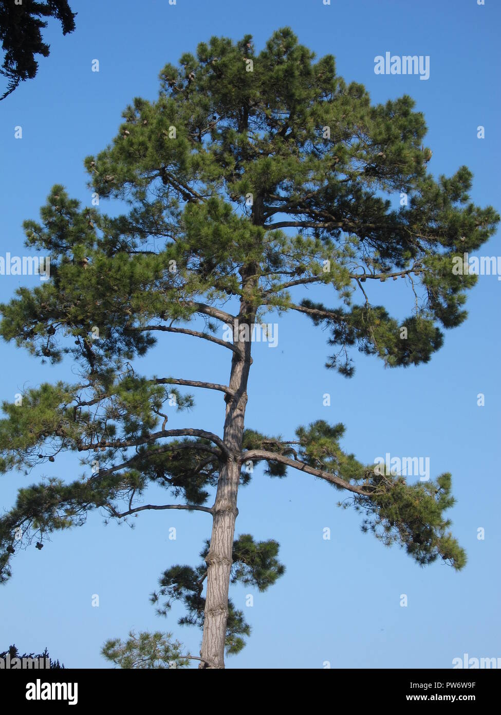 Pine trees in Brittany Stock Photo - Alamy