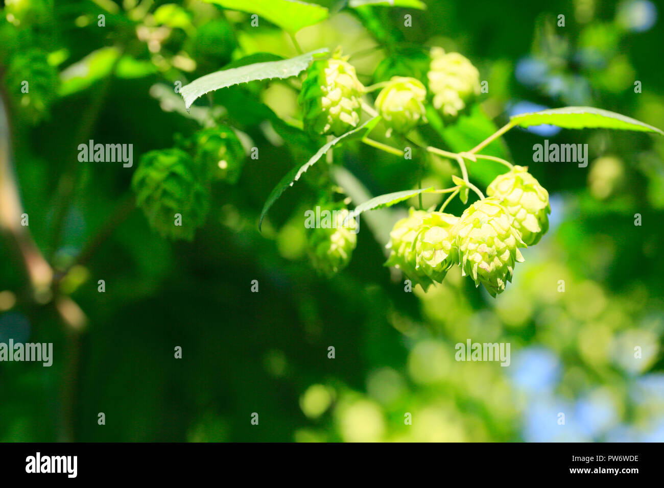 Tono Iwate High Resolution Stock Photography and Images - Alamy