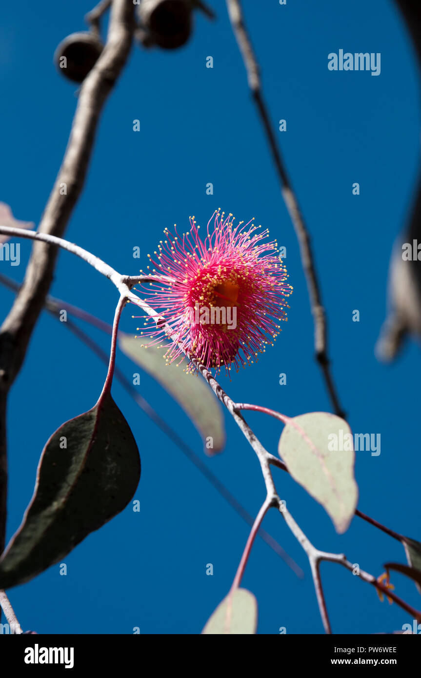 Eucalyptus silver princess hi-res stock photography and images - Alamy