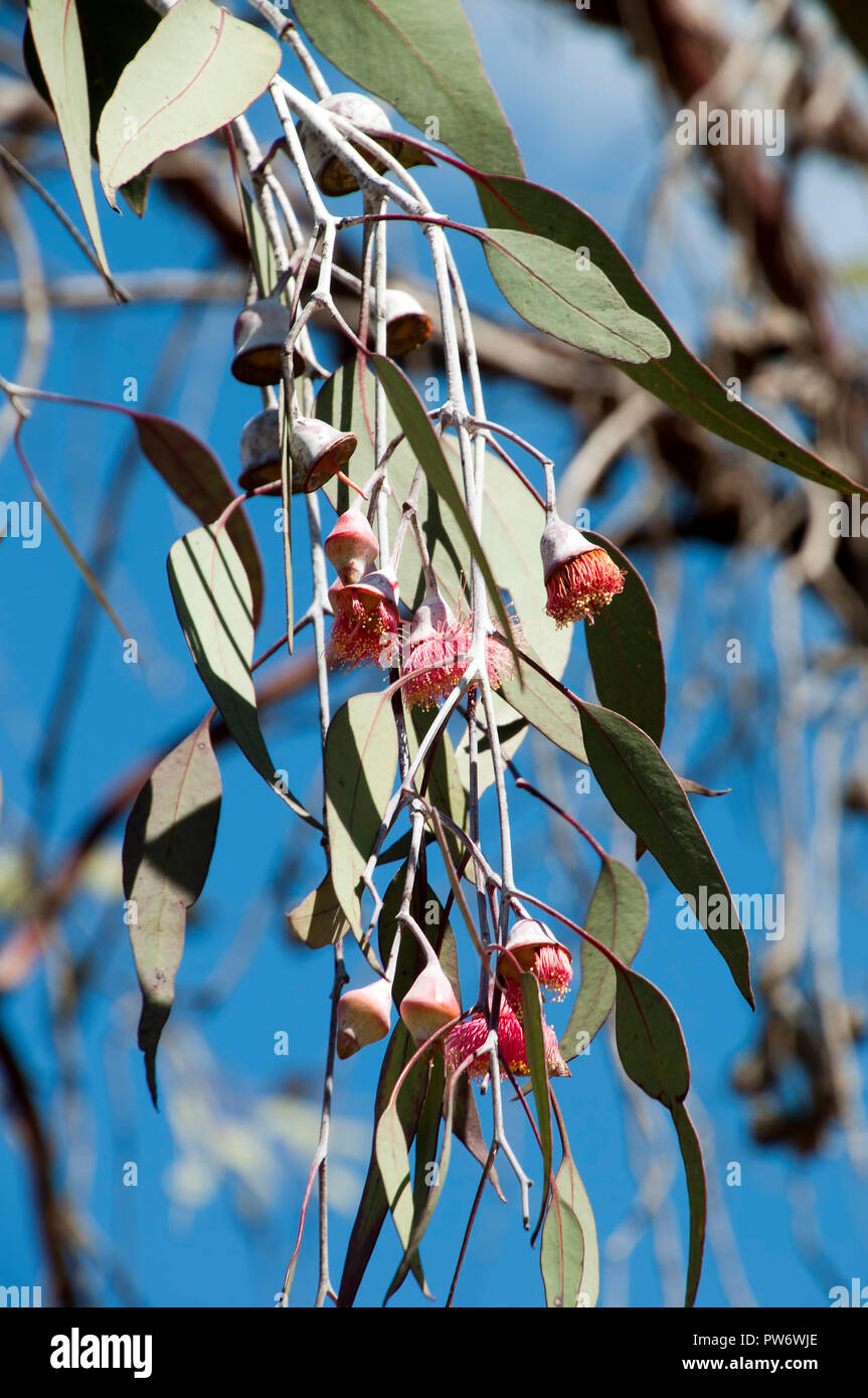 Weeping gum hi-res stock photography and images - Alamy