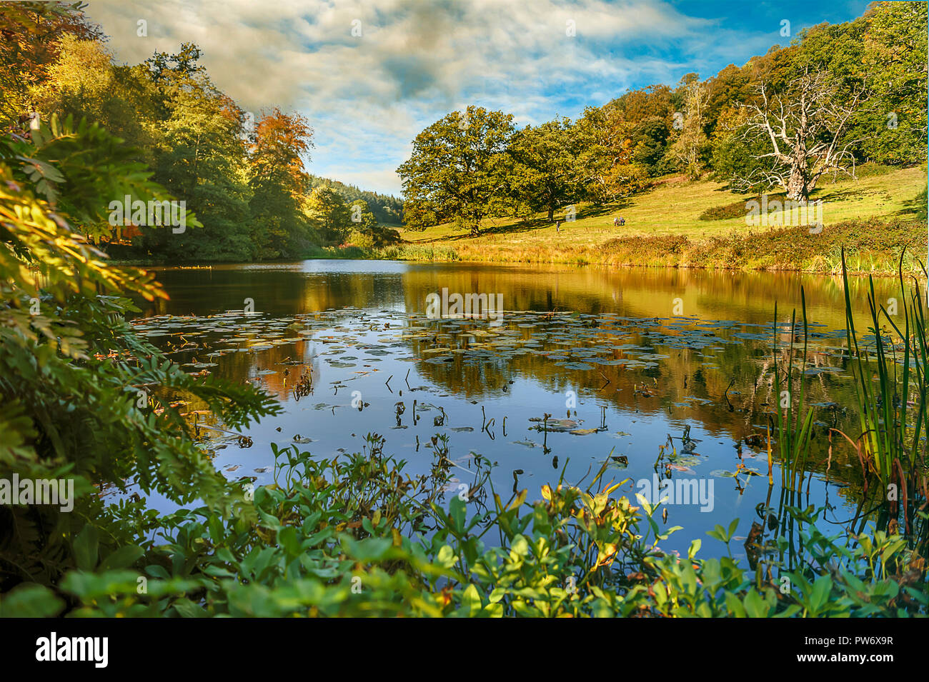 Emotions in plants hi-res stock photography and images - Alamy