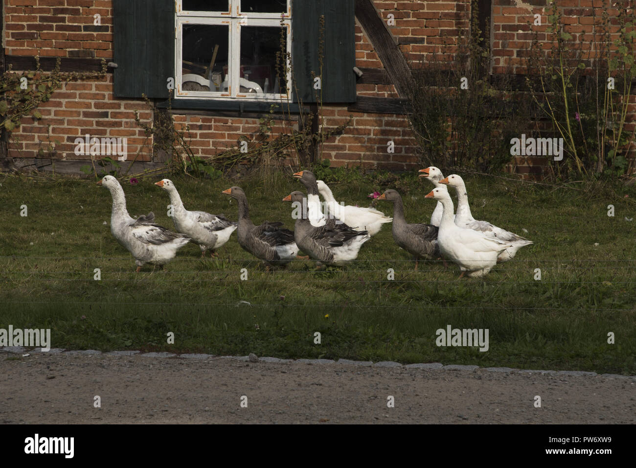 Domestic Geese feeding in Schlemmin in Mecklenburg-Western Pomeraniia ...