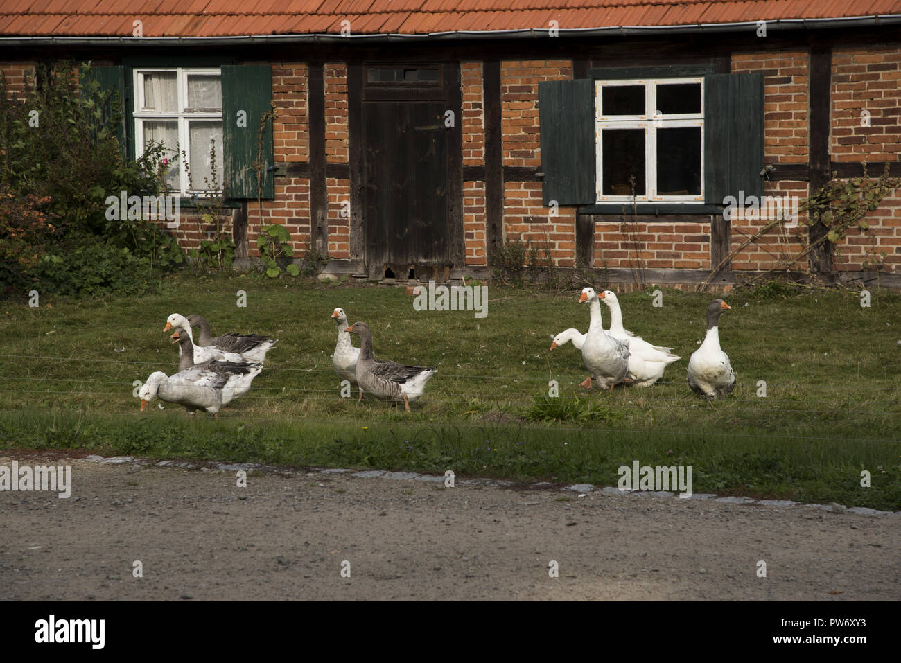 Domestic Geese feeding in Schlemmin in Mecklenburg-Western Pomeraniia ...