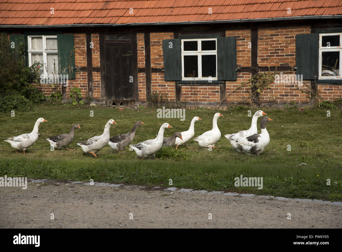Domestic Geese feeding in Schlemmin in Mecklenburg-Western Pomeraniia ...