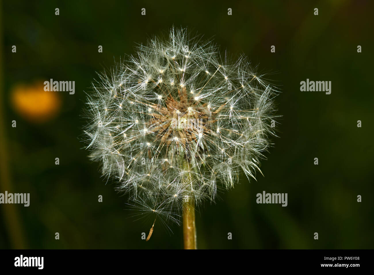 Air flower hi-res stock photography and images - Alamy
