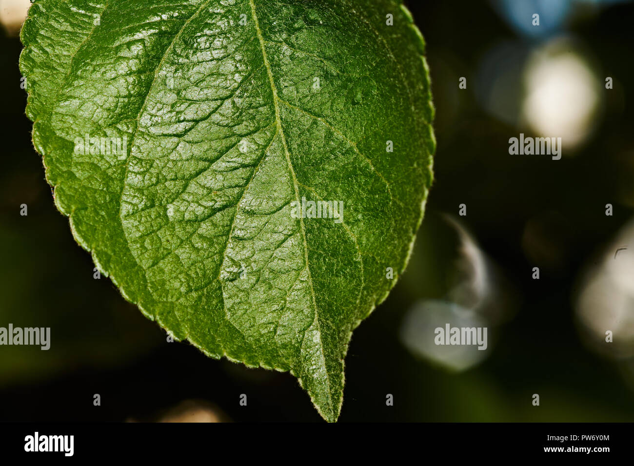 Beautiful texture of jasmine leaf. Green leaf with streaks of brown ...