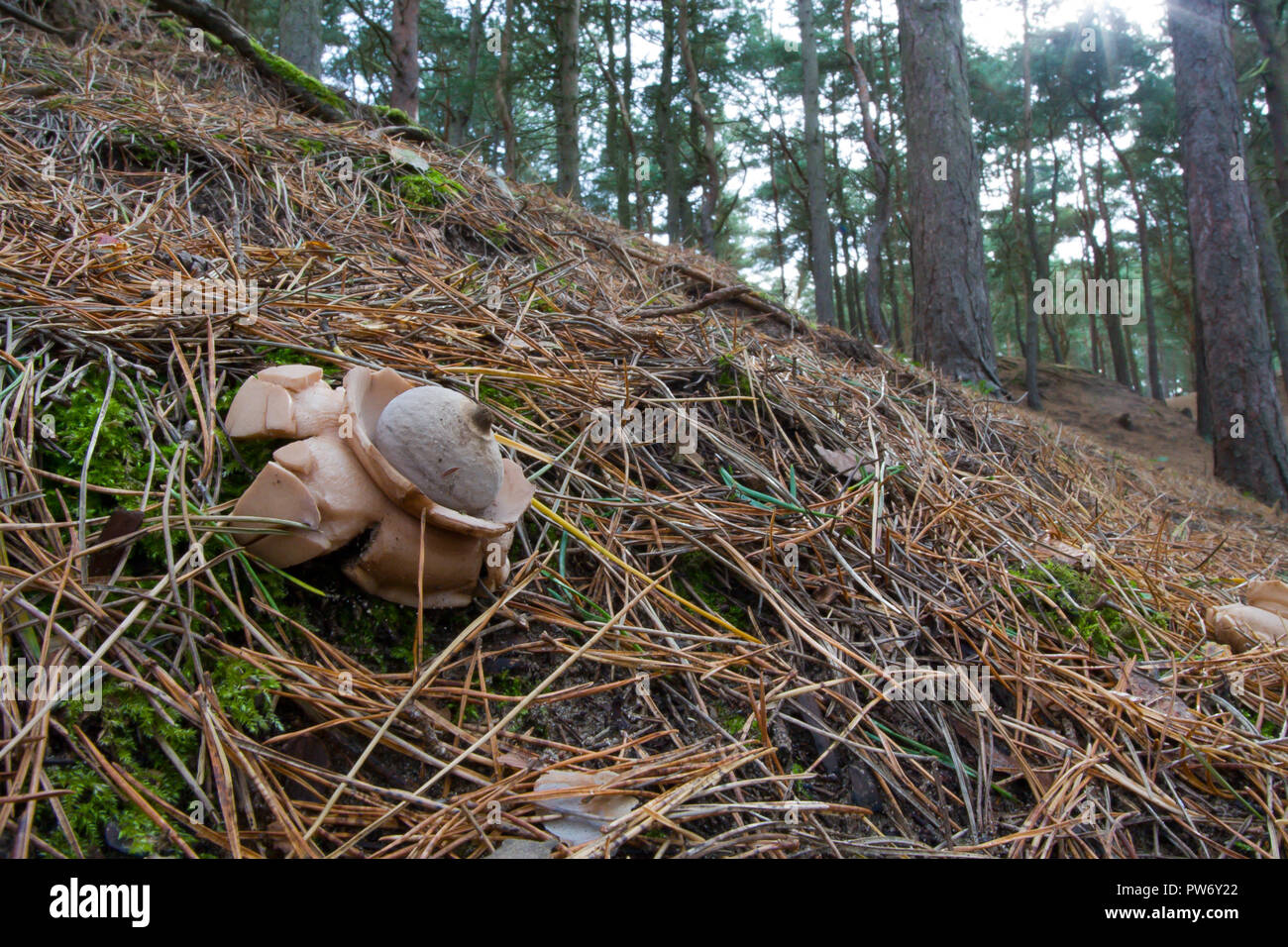Geastrum triplex, collared earthstar, fungi, UK Stock Photo - Alamy