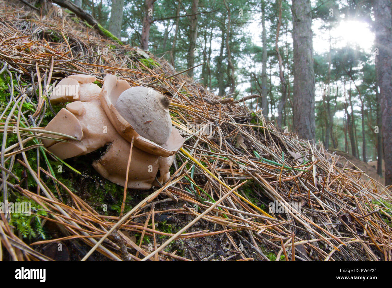 Earthstar fungi hi-res stock photography and images - Alamy