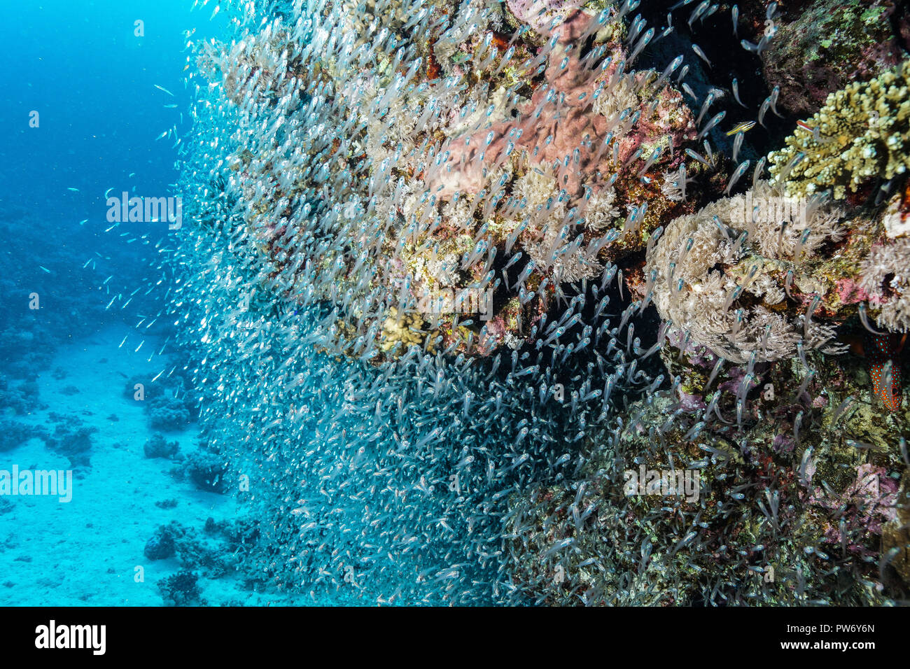 Fish of egypt hi-res stock photography and images - Alamy