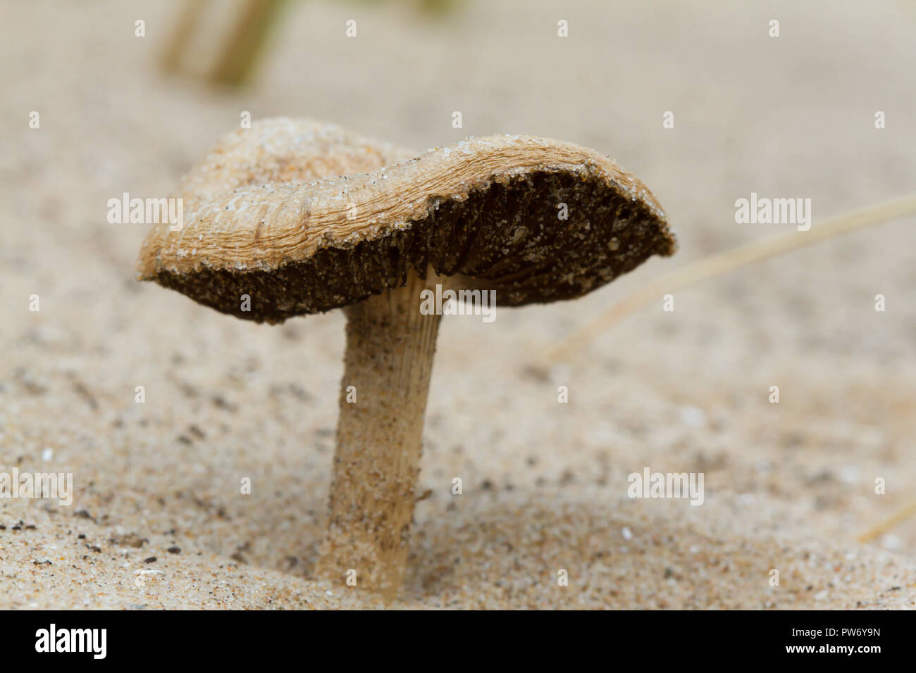 Psathyrella ammophila hi-res stock photography and images - Alamy