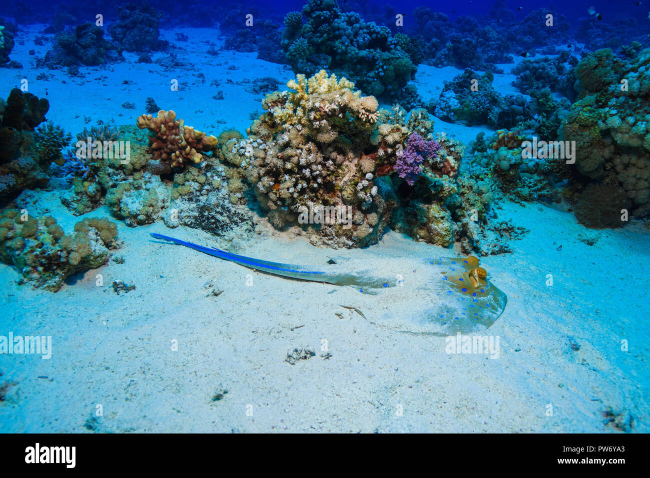 Blue Spotted Stingray at the Red Sea Egypt Stock Photo - Alamy