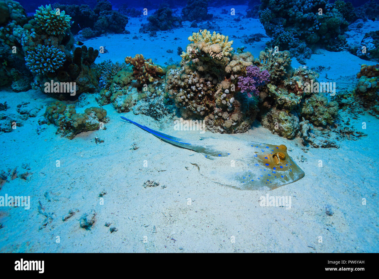 Blue Spotted Stingray at the Red Sea Egypt Stock Photo - Alamy