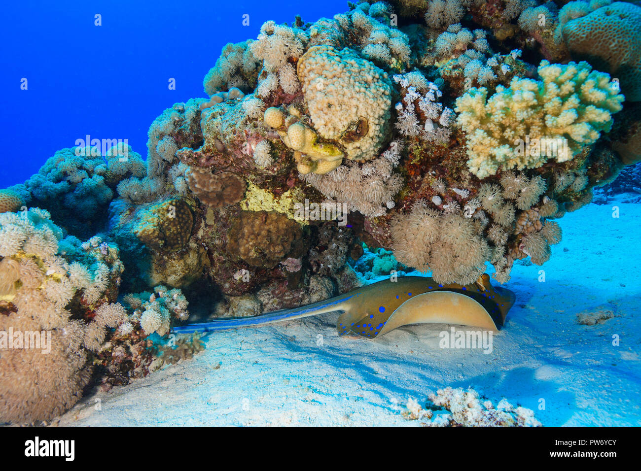 Blue Spotted Stingray at the Red Sea Egypt Stock Photo - Alamy