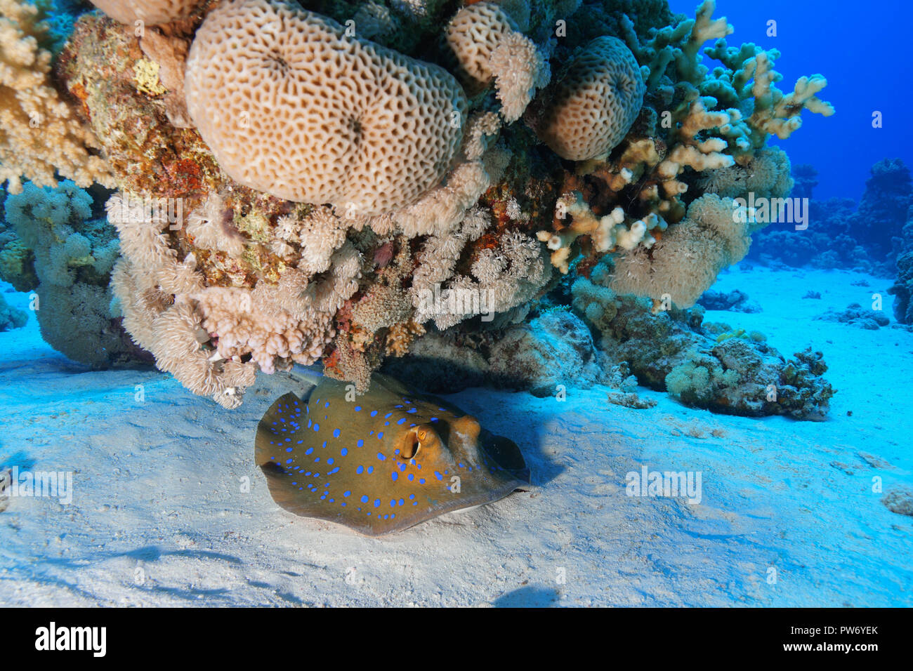 Blue Spotted Stingray at the Red Sea Egypt Stock Photo - Alamy