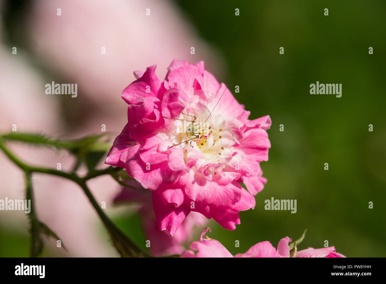 White gallica rose hi-res stock photography and images - Alamy