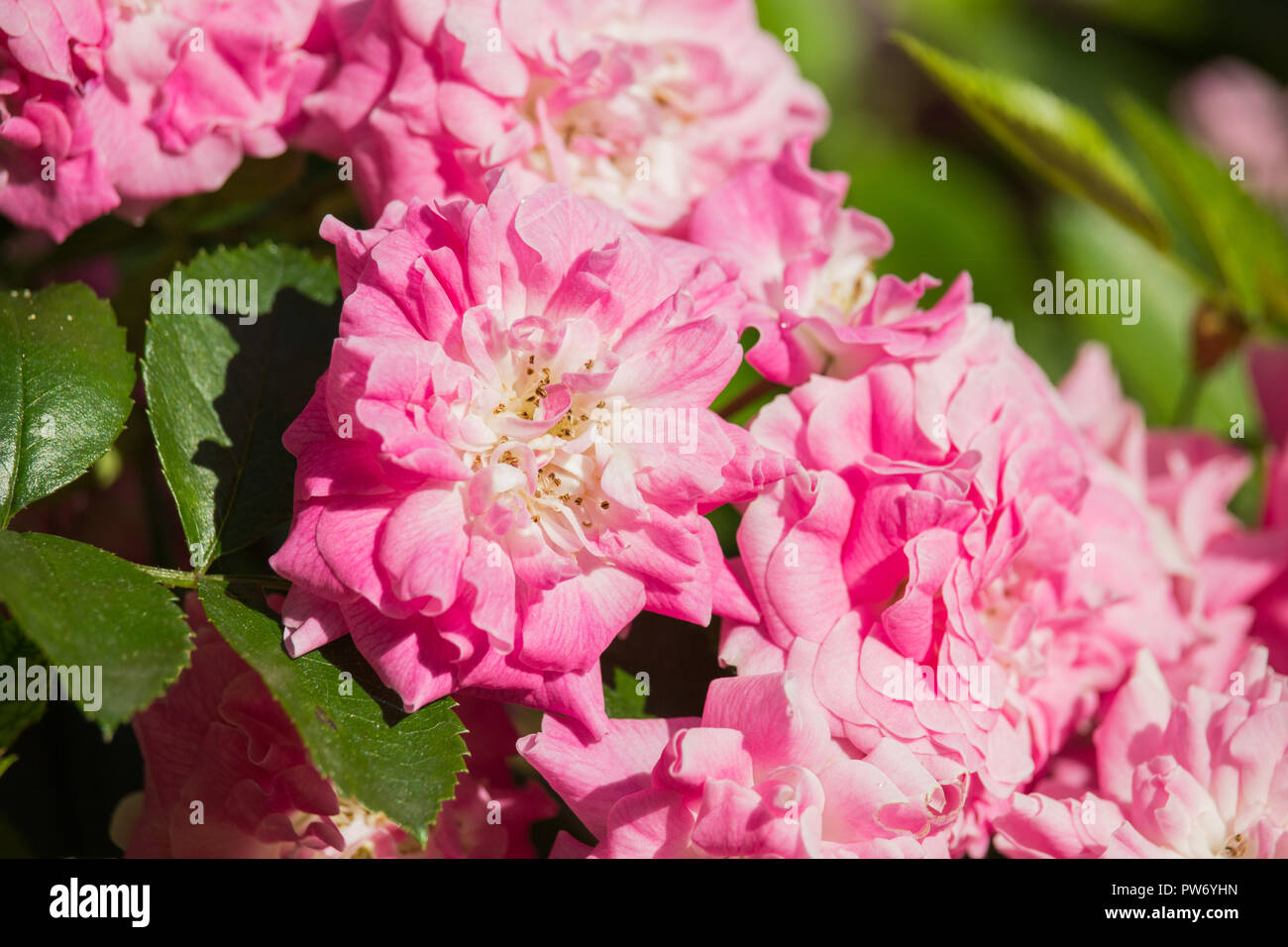 Rosa gallica provins rose flower hi-res stock photography and images ...