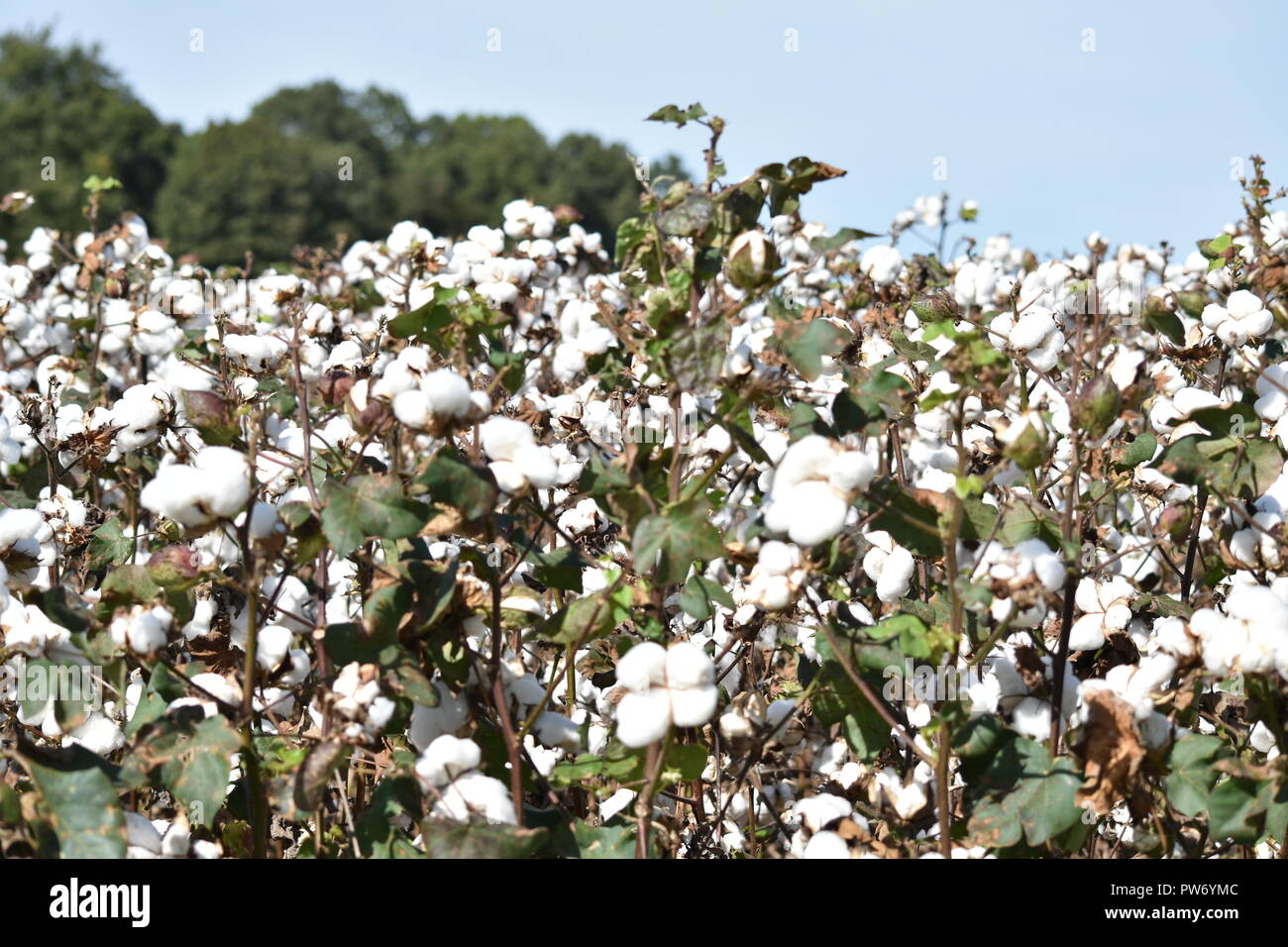 Cotton field alabama hi-res stock photography and images - Alamy