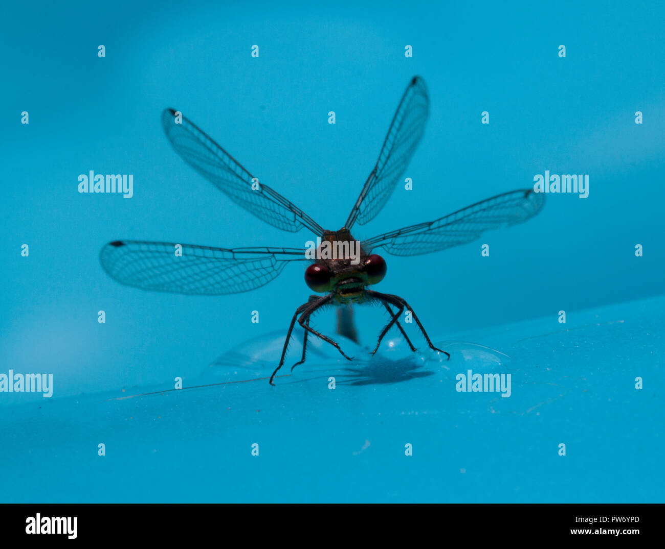 Close up of a dragonfly on the edge of a bright blue paddling pool ...