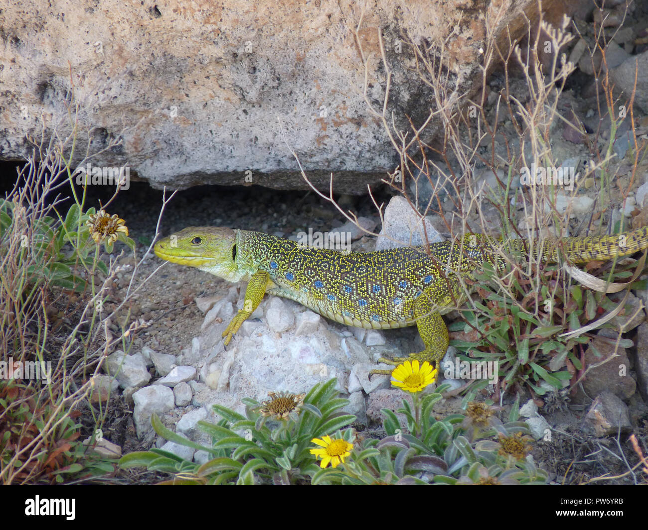 Lizard Portugal Stock Photos & Lizard Portugal Stock Images - Alamy