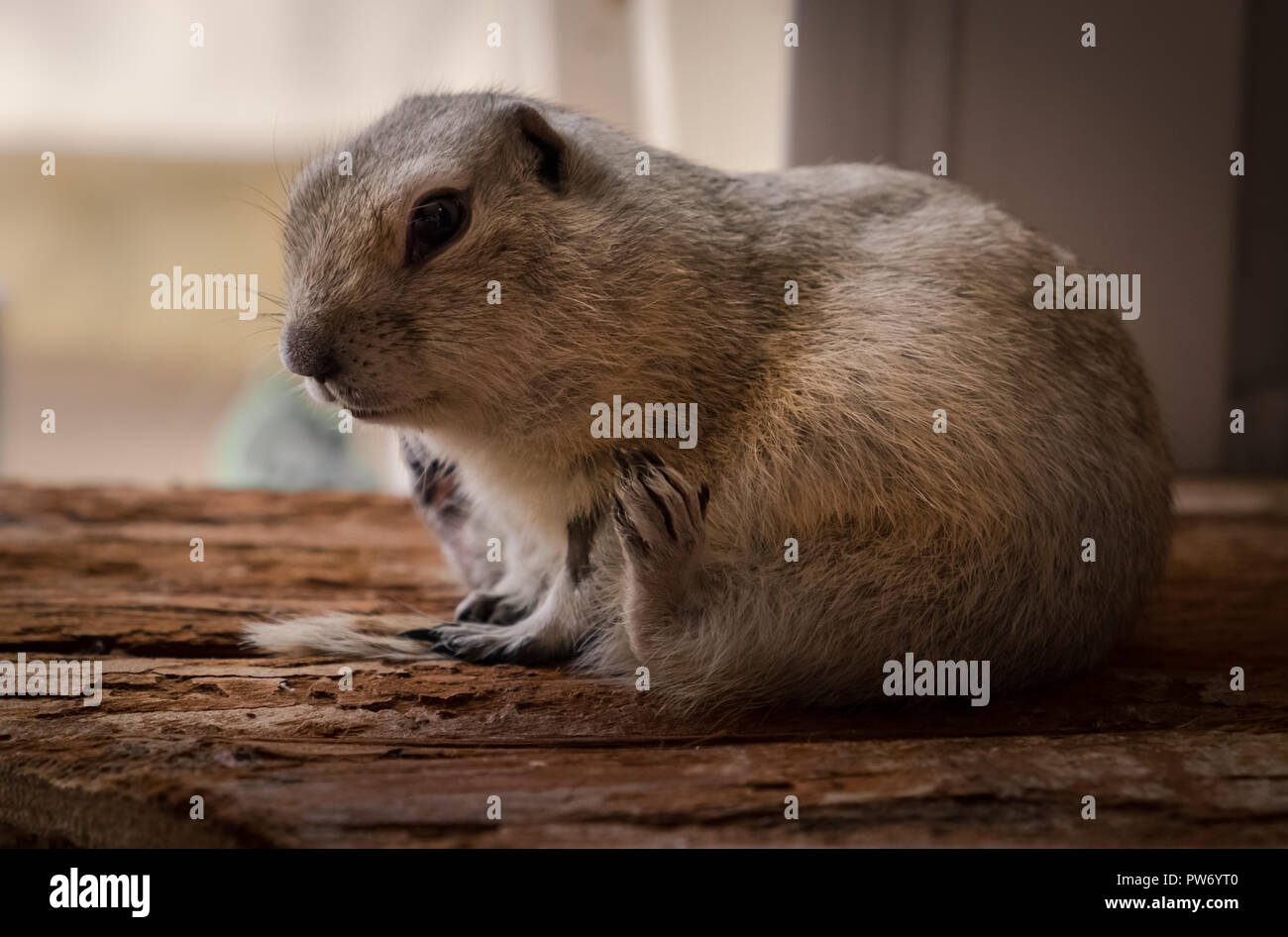 Dakrat hi-res stock photography and images - Alamy