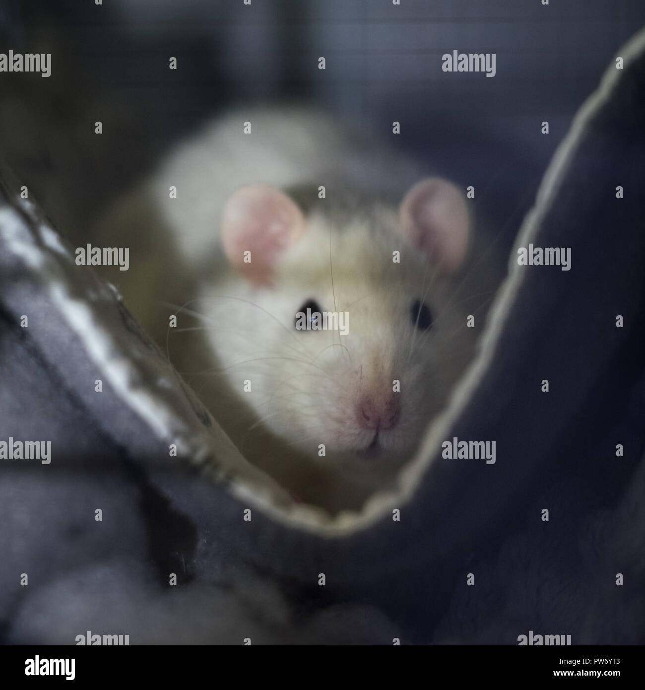 Pet rat resting in a cage Stock Photo - Alamy