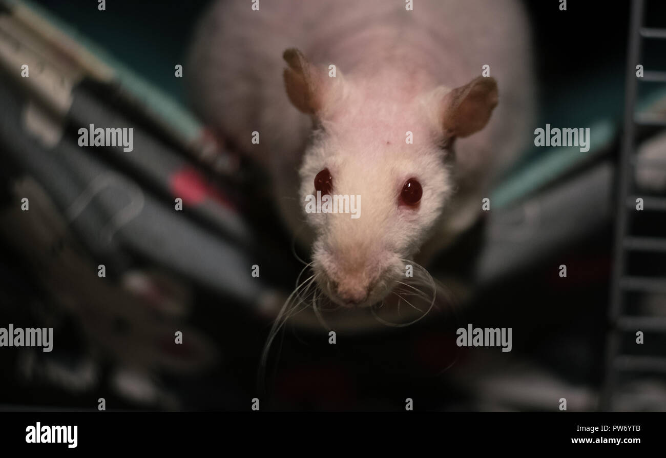 Bald pet rat resting in a cage Stock Photo - Alamy