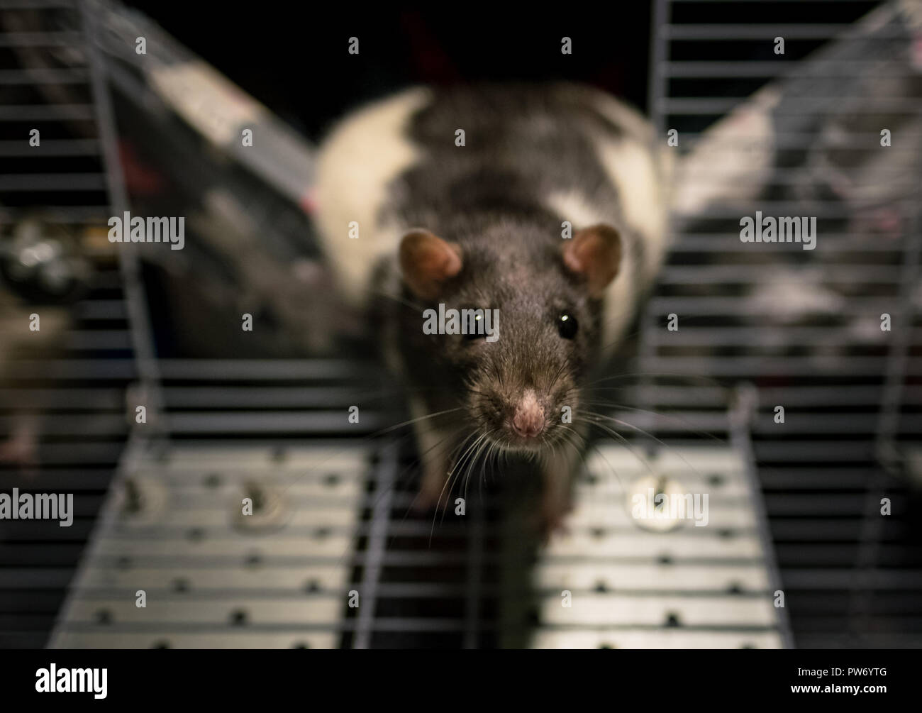 Pet rat leaving a cage and looking at the owner Stock Photo - Alamy