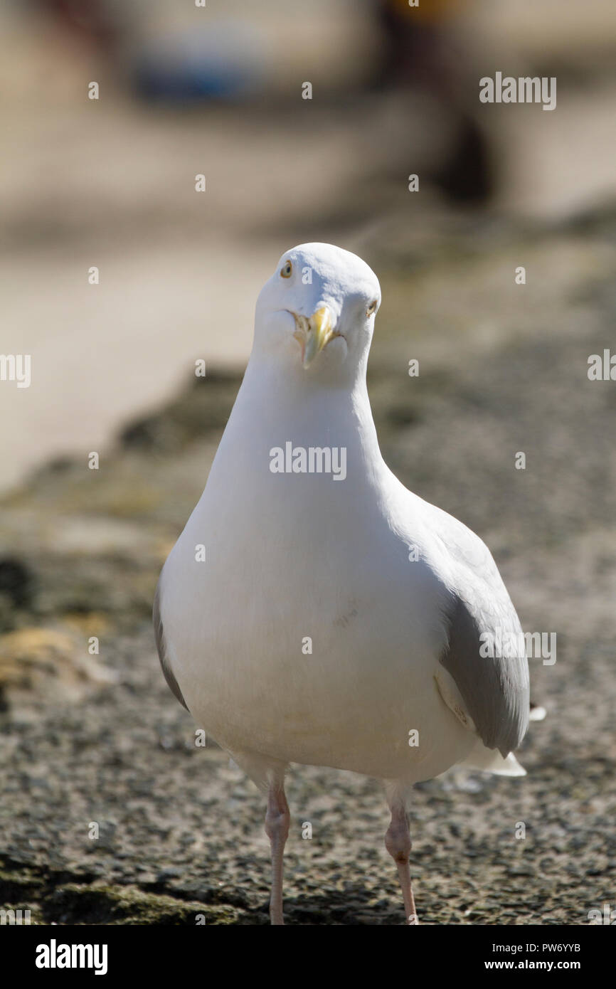 Curious looking seagull hi-res stock photography and images - Alamy