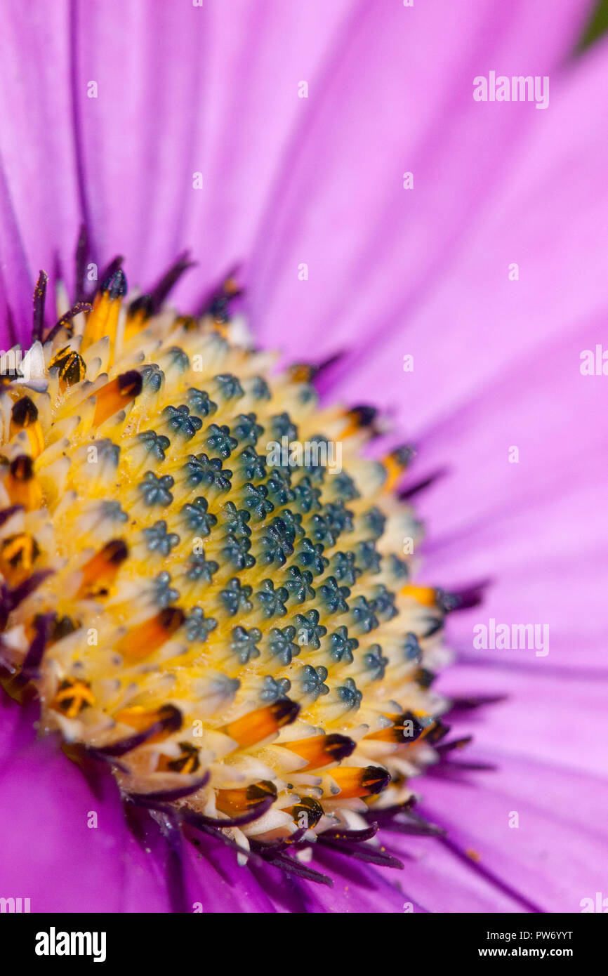 African anther hi-res stock photography and images - Alamy