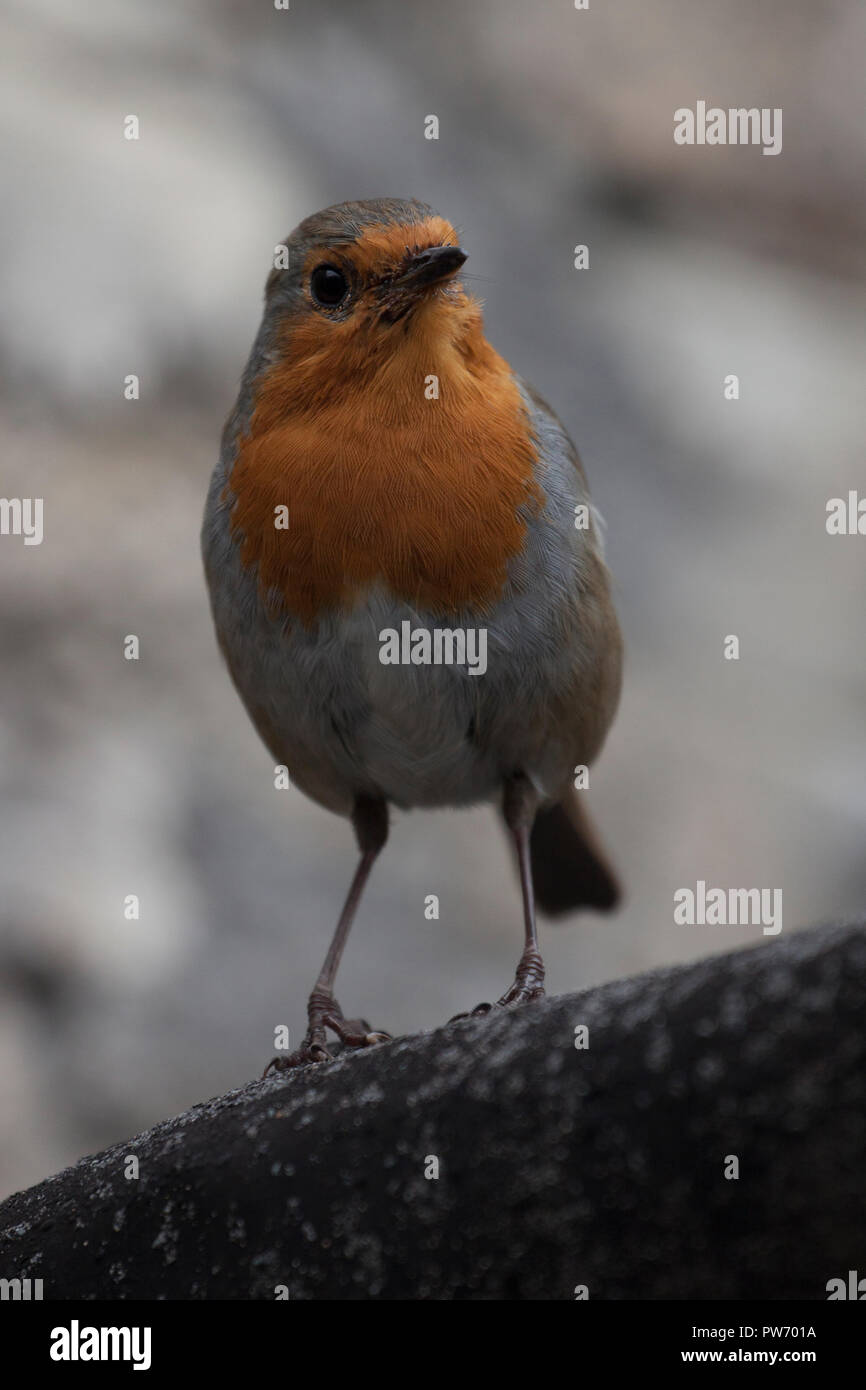 Close up of a European Robin redbreast (Erithacus rubella) in a tree ...