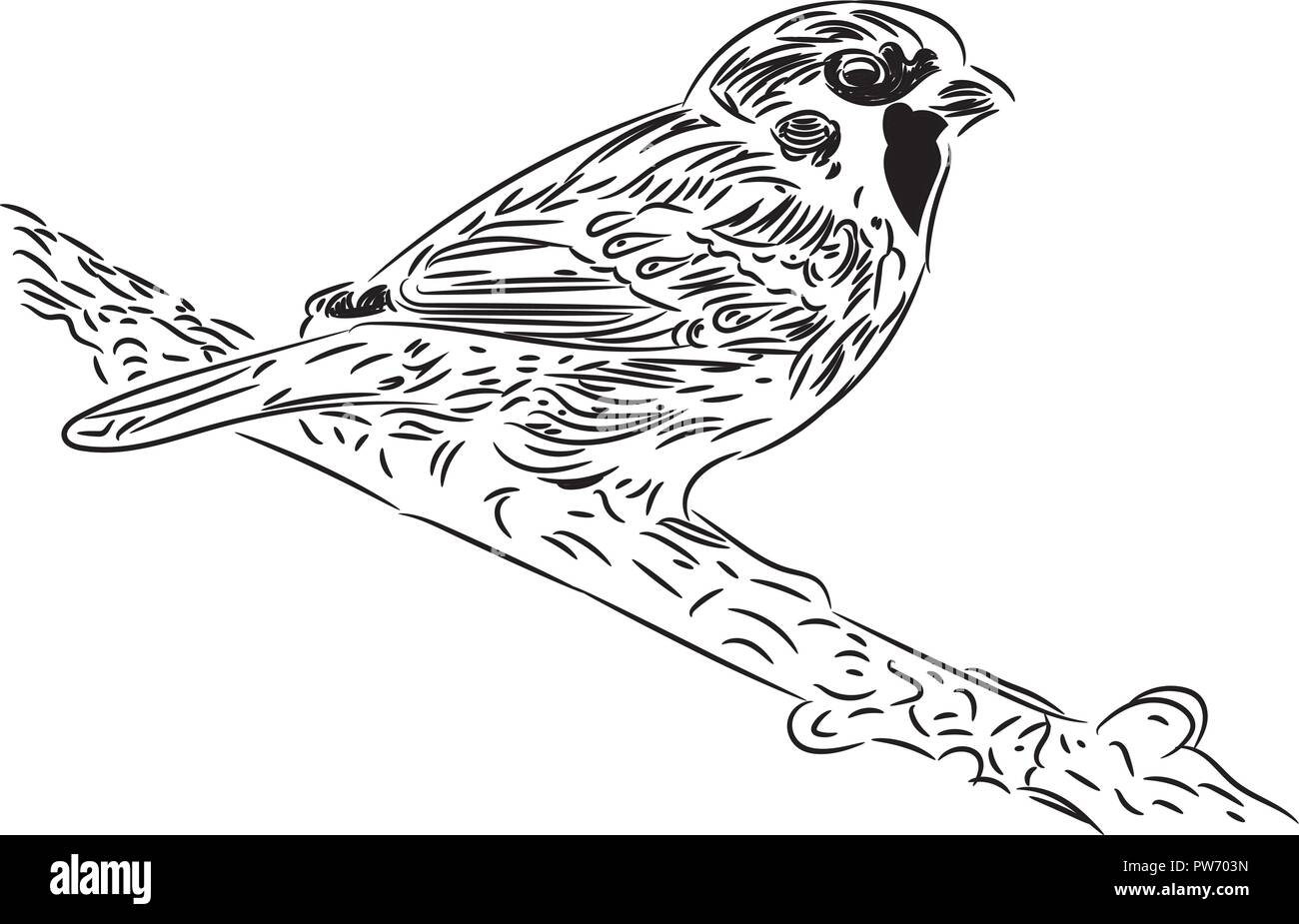 Black-and-white sketch of a Sparrow Stock Vector Image & Art - Alamy