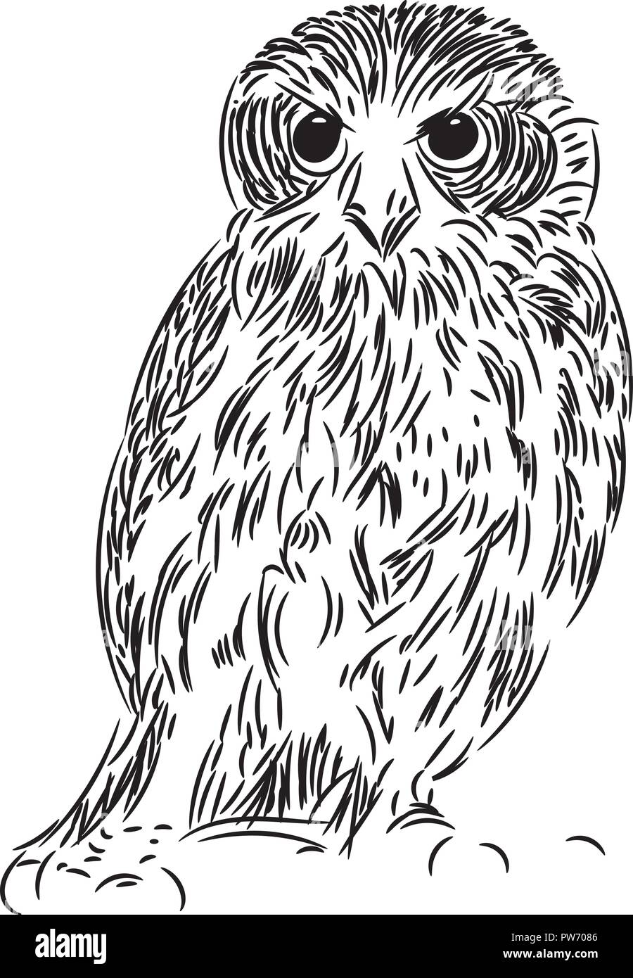 Cute Owl Black And White Drawing
