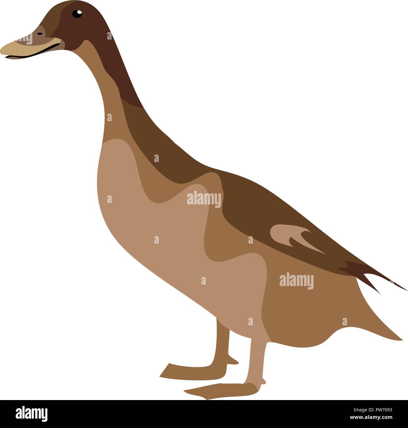 Brown Duck Animal Vector Illustration Stock Vector Image & Art - Alamy
