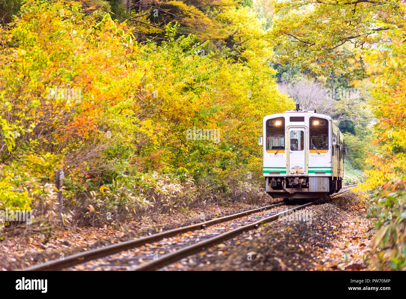 Wakamatsu tree hi-res stock photography and images - Alamy
