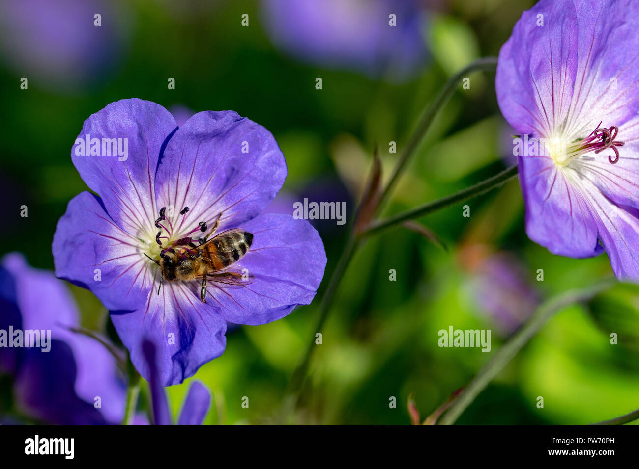 Honeybee collecting nectar pollen from a purple geranium Rozanne ...