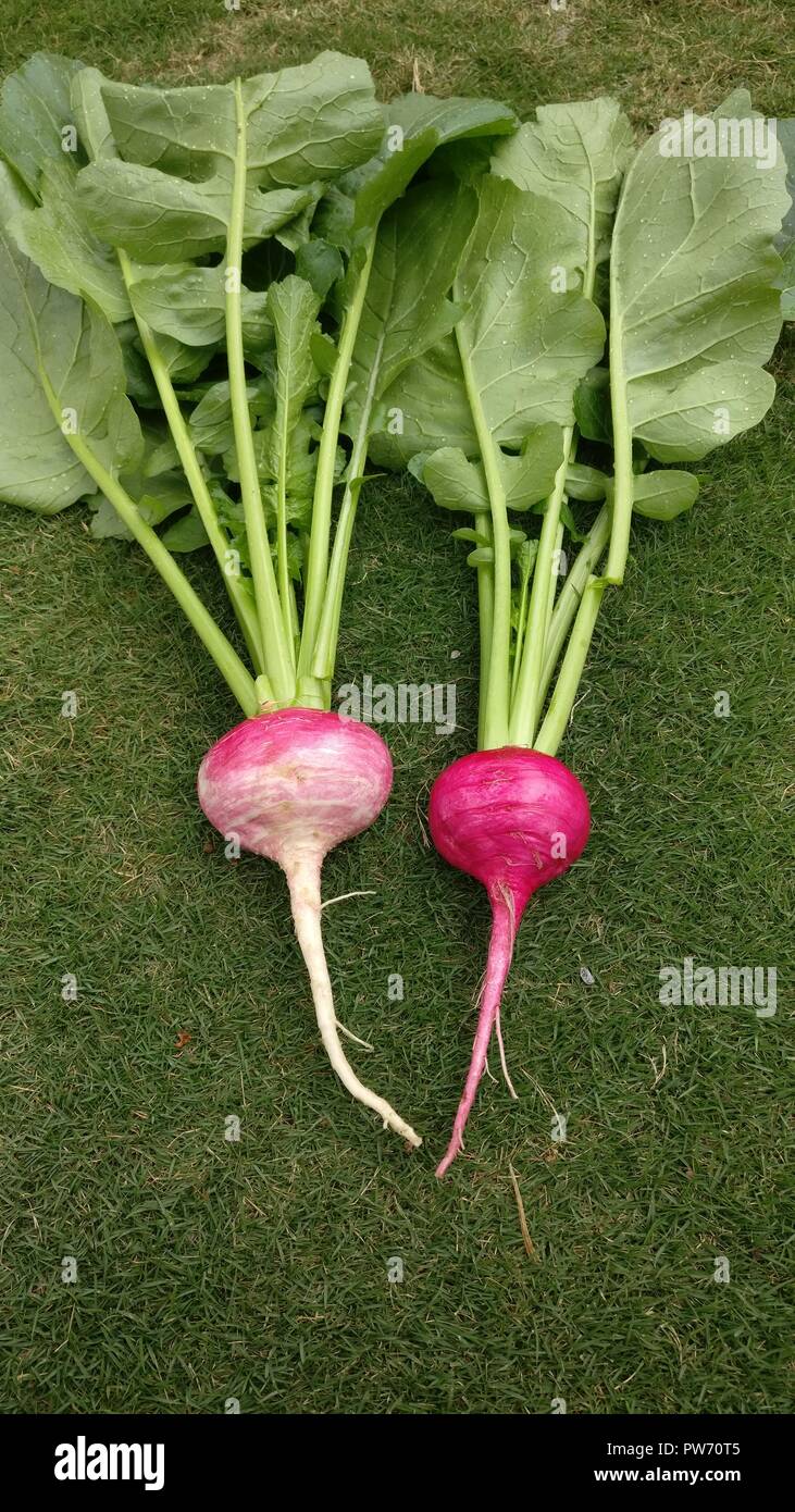 The turnip or white turnip (Brassica rapa subsp. rapa) is a root vegetable commonly grown in ...