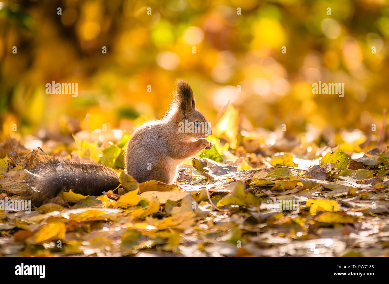 Squirrel sitting in the autumn foliage. Cute squirrel eating a chestnut ...