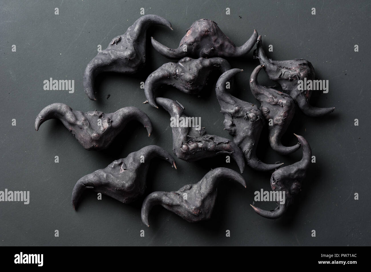 Water caltrop on a black background, Water Chestnut, Trapa natans Stock ...