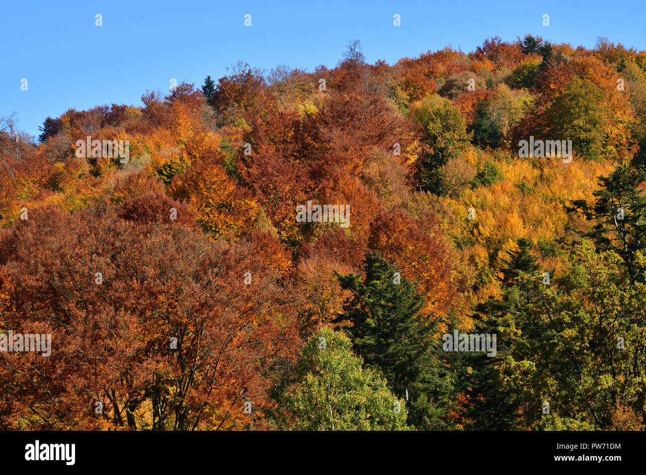 beautiful colorful autumn view from above beautiful colorful autumn ...