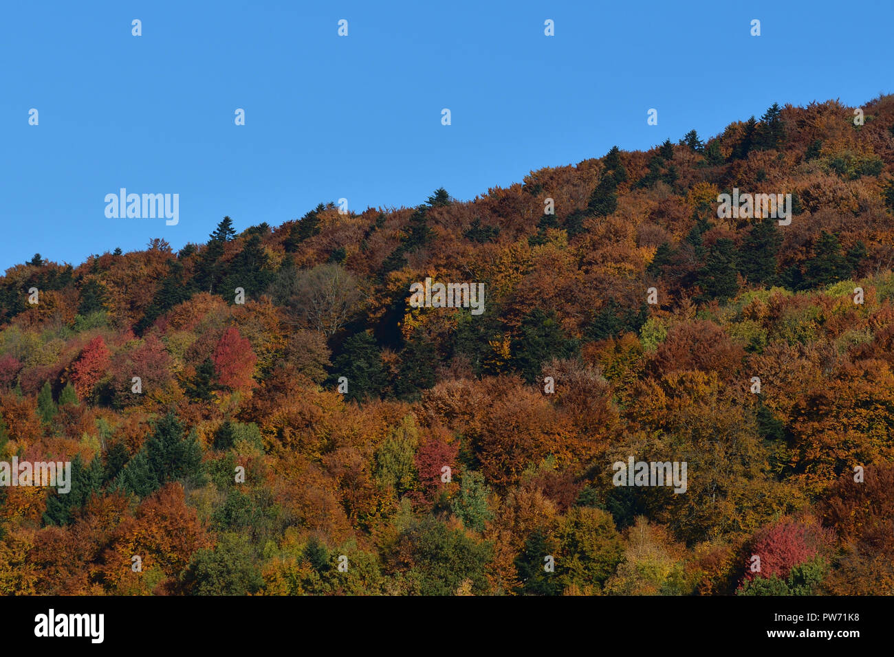 view of colorful trees and leaves in autumn beautiful colorful autumn ...