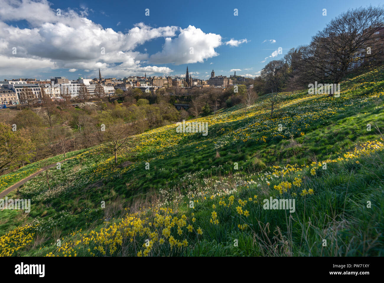 Yellow tulpis hi-res stock photography and images - Alamy